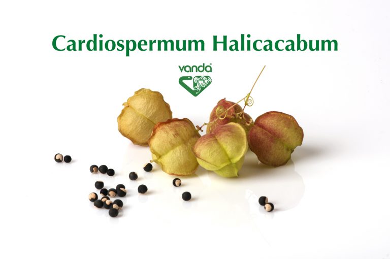 Cardiospermum Halicacabum, cortisone naturale - Vanda Integrative Medicine