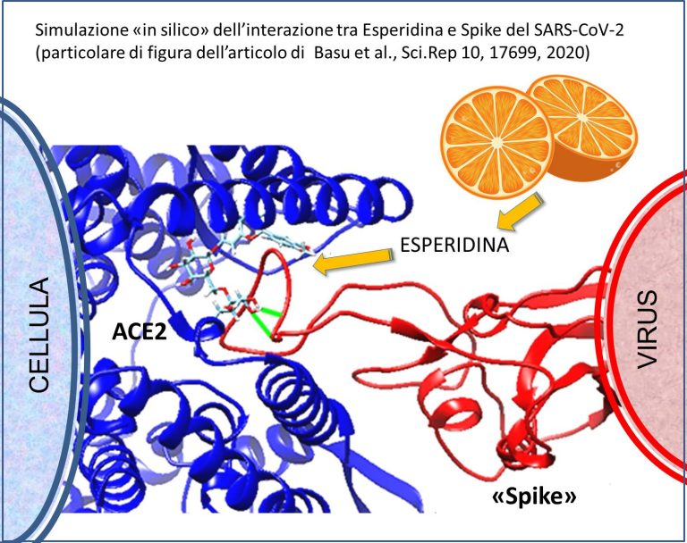 Esperidina, che cos'è? Approfondimento scientifico di Paolo Bellavite